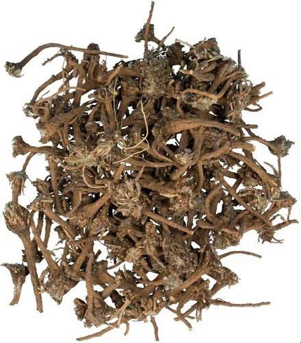 Anacyclus Pyrethrum Root Packaging Type Drum Packaging Size 25 Kg