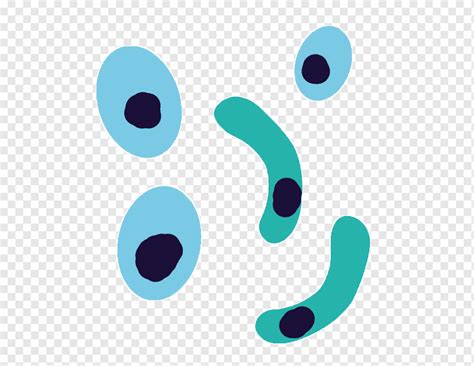 Apicomplexans Plasmodium