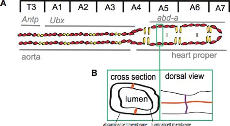 Figure 1 From Dlg1 Is Required For Myofibrillar Arrangement In The Drosophila Heart Semantic