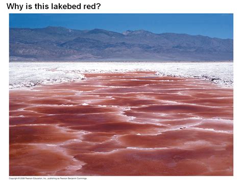 Experiments Using Prokaryotes Have Led To Important Advances In Dna Technology Prokaryotes Are The