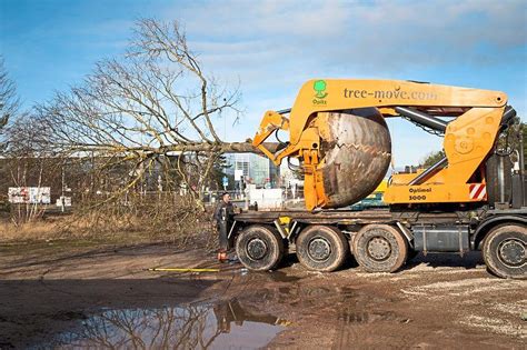 Transplanting A Mature Tree The Star