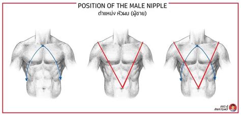 WANNARIT on Twitter ตำแหนงของหวนม ผชาย The position of the nipple Visual