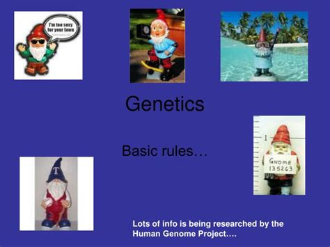 PPT Genetics PowerPoint Presentation Free Download ID 4094187