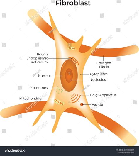 Fibroblast Science Design Vector Illustration Diagram Stock Vector Royalty Free 2577513207