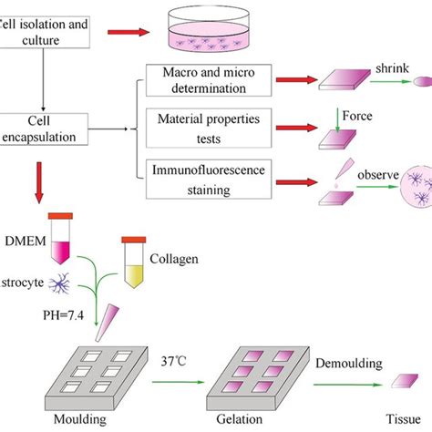 The Flow Chart Of The Experiment Download Scientific Diagram