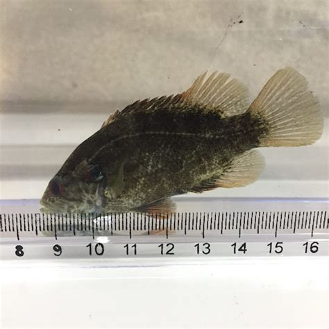 淡スイッチ チョウセンブナヤマノカミ雷魚オヤニラミ