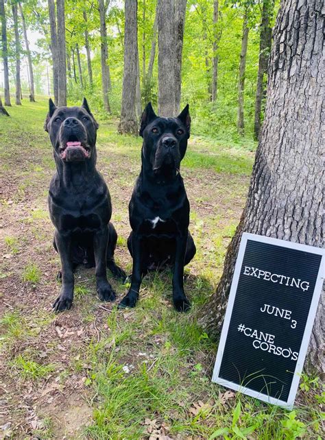 Cane Corso Puppies For Sale In Missouri