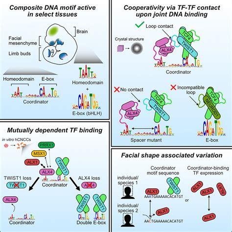 Transcription Factors