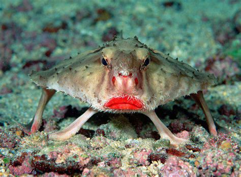 Red Lipped Bat Fish Album On Imgur