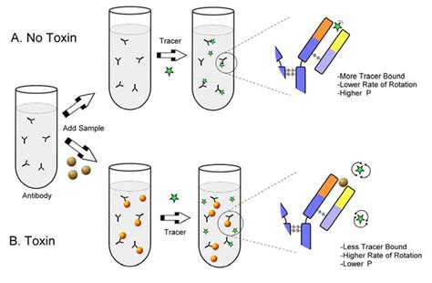Fluorescence Polarization