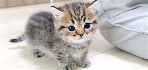 訴えかけるようにつぶらな瞳で見つめてきた子猫。好奇心の赴くままに部屋中を探索する様子が可愛すぎる ´艸` ♡ エウレカ！