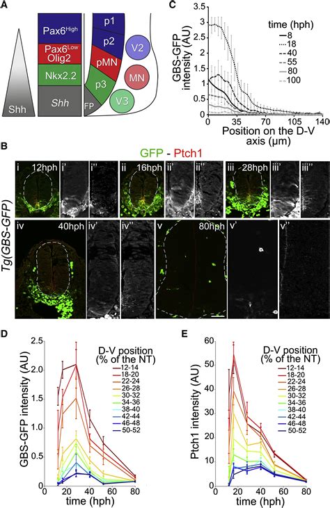 Gene Regulatory Logic For Reading The Sonic Hedgehog Signaling Gradient In The Vertebrate Neural