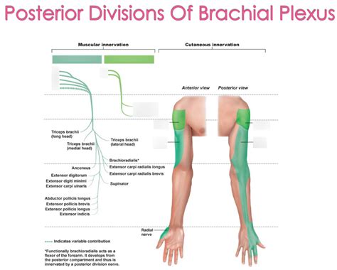 816 Brachial Plexus Table 1 Posterior Division Diagram Quizlet