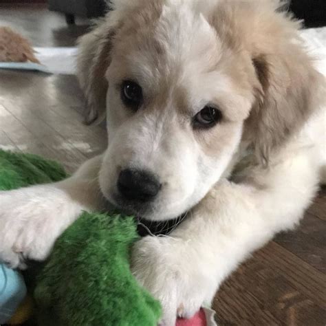 Чоловік знайшов у лісі шість маленьких лисих цуценят а вони здивували всіх своїм неймовірним