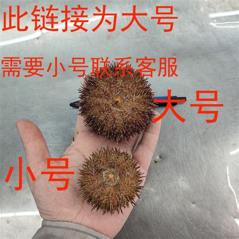 大连刺锅黄金虾夷黄胆小平岛海刺猬新鲜紫胆即食刺身鲜活马粪海胆 虎窝淘