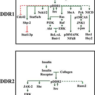 DDR Signaling The Wiring Diagram Depicts Signaling Effectors Of DDR Download Scientific