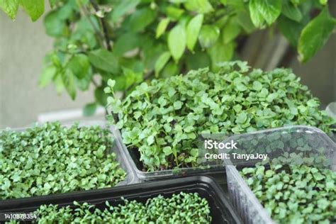 상자에 다른 마이크로 그린 실내 원예 및 성장하는 녹지의 개념 Diy에 대한 스톡 사진 및 기타 이미지 Diy 가까운 가정 생활 Istock