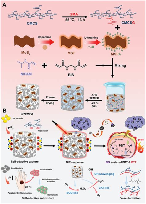 西安交大郭保林团队 Afm：具有可控no释放的纳米酶基多重刺激响应晶胶自适应伤口敷料用于感染伤口愈合 中国聚合物网科教新闻