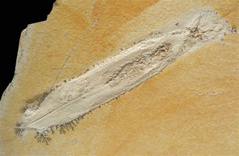 Jurassic Squid Fossil With Crystallized Mouth And Tentacles On Large