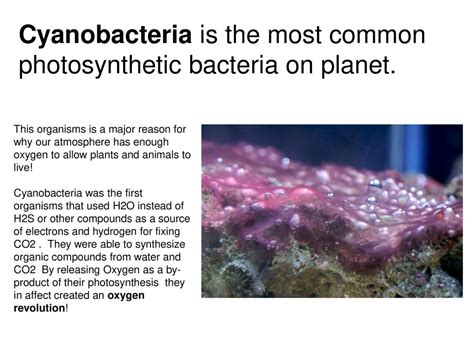 ~encyclopedia Of Earth Ppt Download