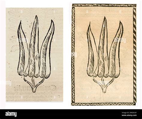 Scolopendrium Cut Out Stock Images And Pictures Alamy