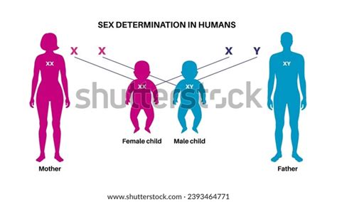 Sex Determination Humans Development Sexual Characteristics Stock Vector Royalty Free