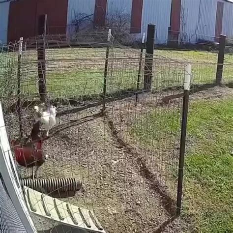 Rooster Saves A Hen From A Chicken Hawk Album On Imgur