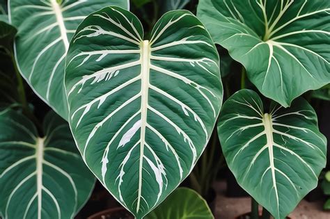 Alocasia Leaf Arrowshaped Dark Green With White Veins Premium Ai