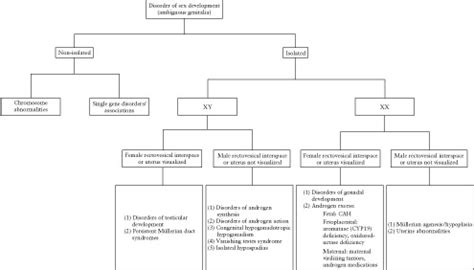 An Approach Toward The Differential Diagnosis Of Fetal Disorders Of Sex Download Scientific