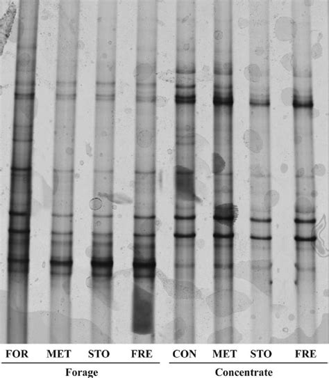 Original Pcr Single Strand Conformation Polymorphism Pcr Sscp Gel Download Scientific Diagram