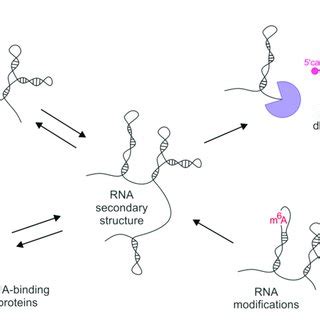 Schematic View On The Relationship Between The RNA Secondary Structure Download Scientific