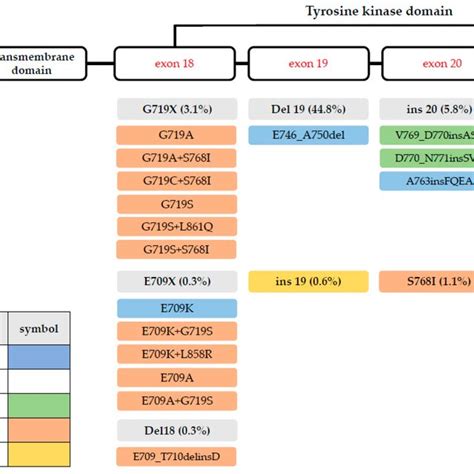 Structure Of Egfr Revealing Common And Uncommon Mutations Compared Download Scientific Diagram