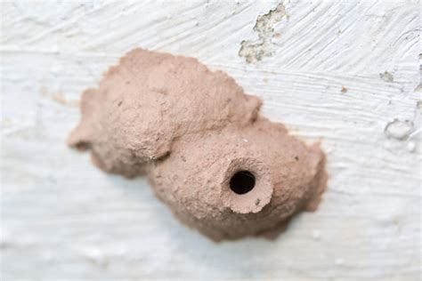 Quest Ce Que Cest La Guêpe Maçonne Que Faire