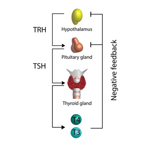 Negative Feedback Loop Hypothyroidism Thyroid Physiology And Thyroid