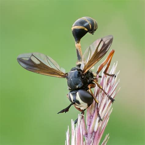 Physocephala Insektarium