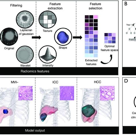 Outline Of The Workflow From Feature Acquisition Model Construction