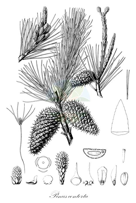Pinaceae