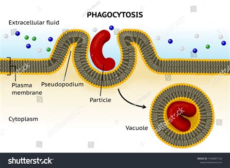 Phagocytosis Cell Membrane 4 Hundred Endocytosis Royalty Free Images