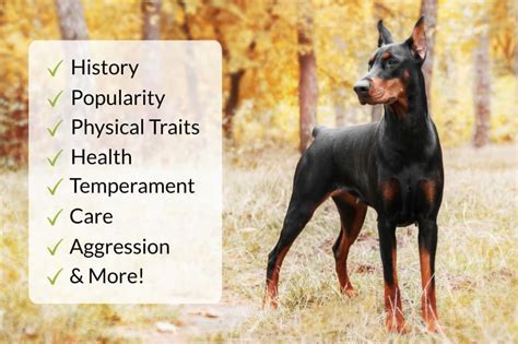 Doberman Behavior