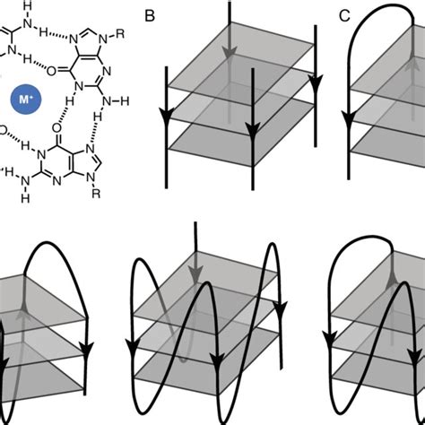 Structure Of G Quadruplexes A Four Guanines Coordinated In A