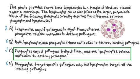 Lymphocytes Under Microscope