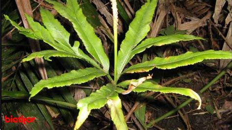 Manfaat Akar Tunjuk Langit Cocok Untuk Program Diet Biotifor