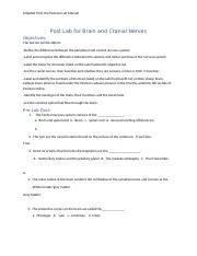 Anatomy Lab Manual Brain Cranial Nerves Post Lab Guide Course Hero