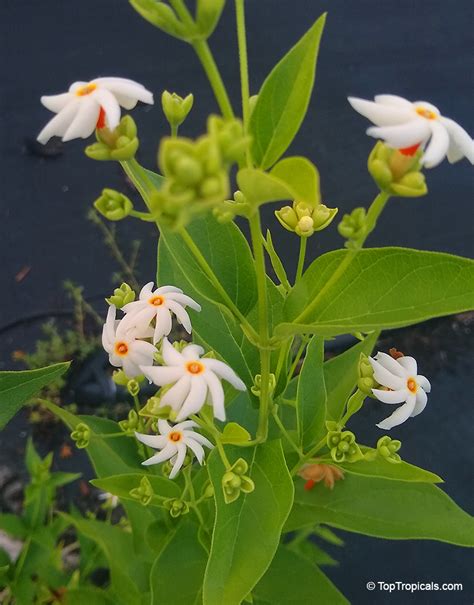 Nyctanthes Arbor Tristis Parijat Top Tropicals Plant Encyclopedia