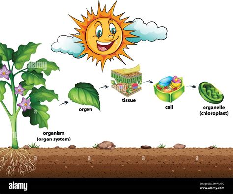 Cell Organisation In Plants Illustration Stock Vector Image And Art Alamy