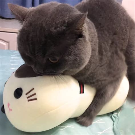 🐱 Caring For Your Cats Physical And Mental Health The Role Of A Cat