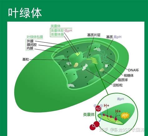 高等植物和藻类的能量转换器：叶绿体 知乎