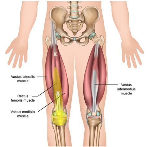 Acupuncture For Rectus Femoris Pain Morningside Acupuncture NYC