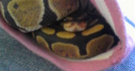 sully my first ball python album on imgur