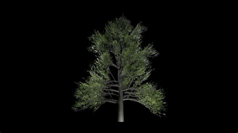 Procedural Tree 3d Model Cgtrader